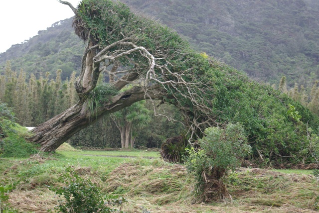 puriri : Piha | Piha Beach | Piha New Zealand