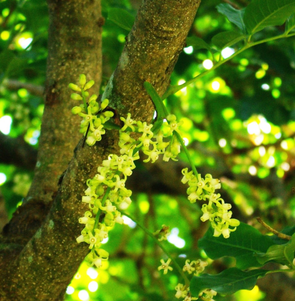 Native Plants J-N | Piha | Piha Beach | Piha New Zealand