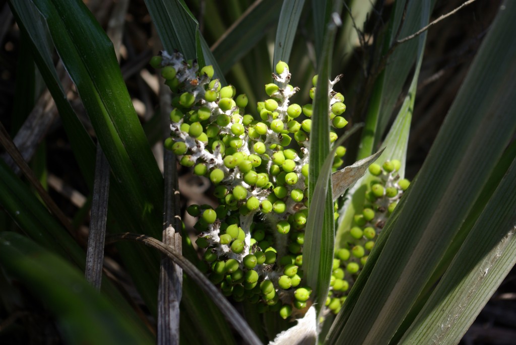 Native Plants J-N | Piha | Piha Beach | Piha New Zealand