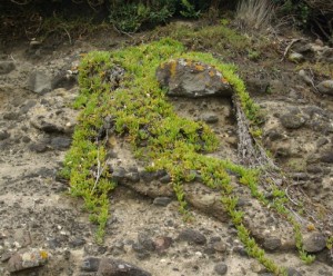 Native Plants E-I | Piha | Piha Beach | Piha New Zealand