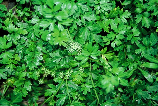 Native Plants O-T | Piha | Piha Beach | Piha New Zealand