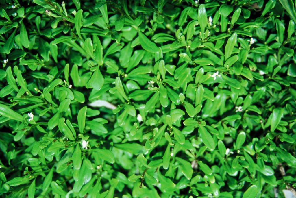 Native Plants O-T | Piha | Piha Beach | Piha New Zealand