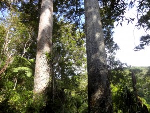 Glorious Kauri Grove Track | Piha | Piha Beach | Piha New Zealand