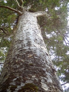 Glorious Kauri Grove Track | Piha | Piha Beach | Piha New Zealand