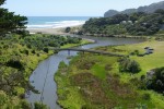 Streamside planting in Piha Stream | Piha | Piha Beach | Piha New Zealand